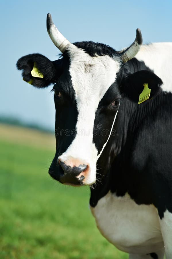 White Black Milch Cow on Green Grass Pasture Stock Photo - Image of ...