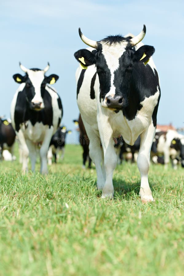 White Black Milch Cow on Green Grass Pasture Stock Image - Image of ...