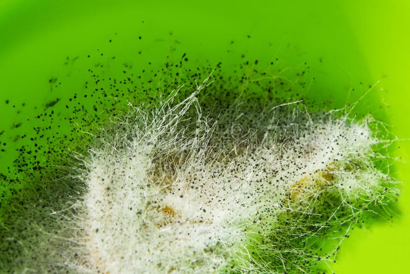 White and Black Mold at the Pieces of Lemon in a Plastic Bowl Closeup ...