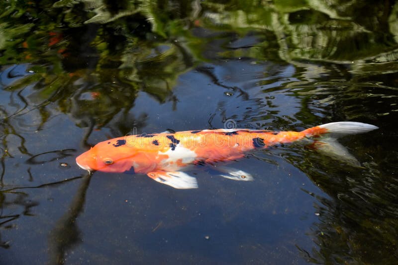 Amazing Brilliant Orange Koi Fish Under Water Stock Image - Image of ...
