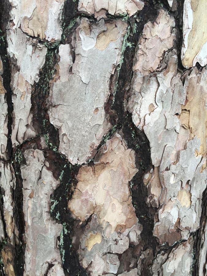 White and Black Patterned Bark Stock Image - Image of rough, trunks ...