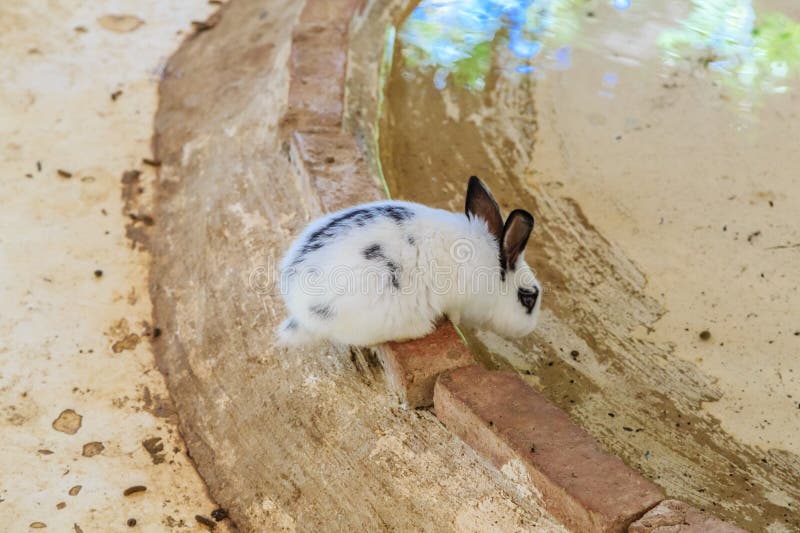A White and Black Rabbit is Drinking Water from a Small Pool Stock ...