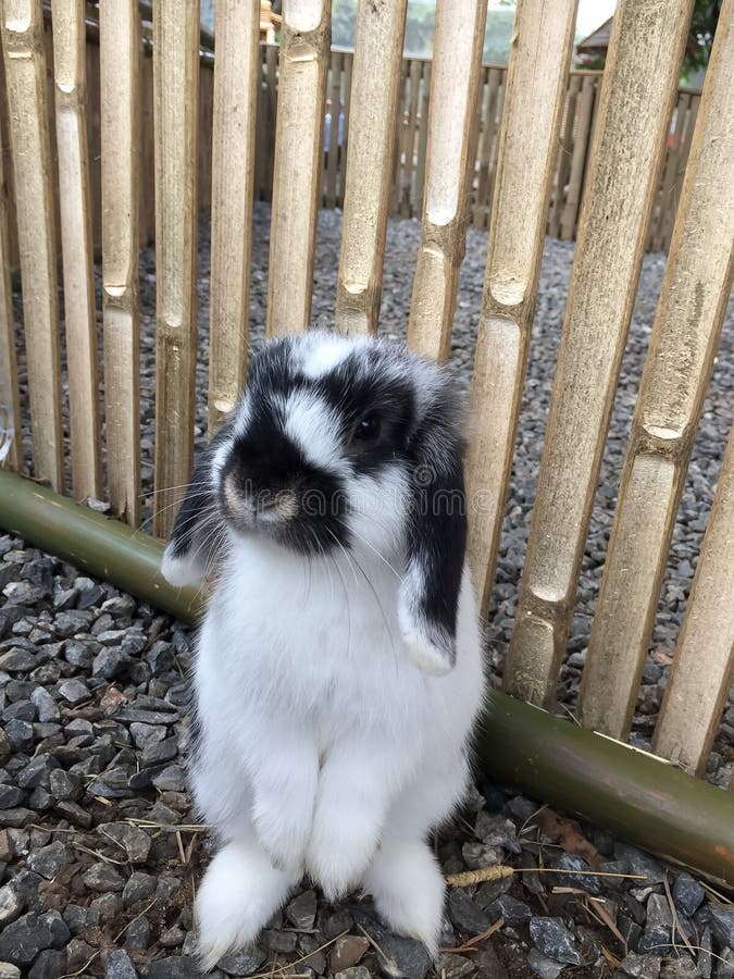 The White and Black Rabbit is Standing and Looking at Something. Stock ...