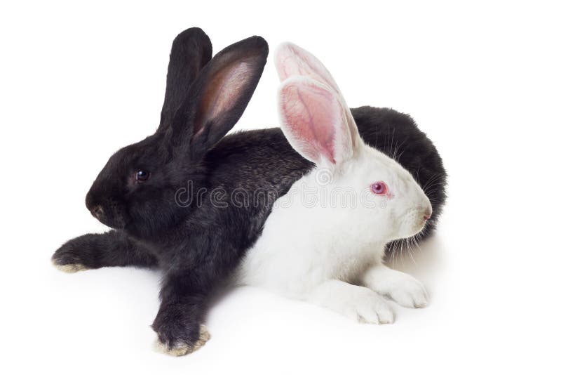 White bunnies on white stock image. Image of hare, isolated - 23185745