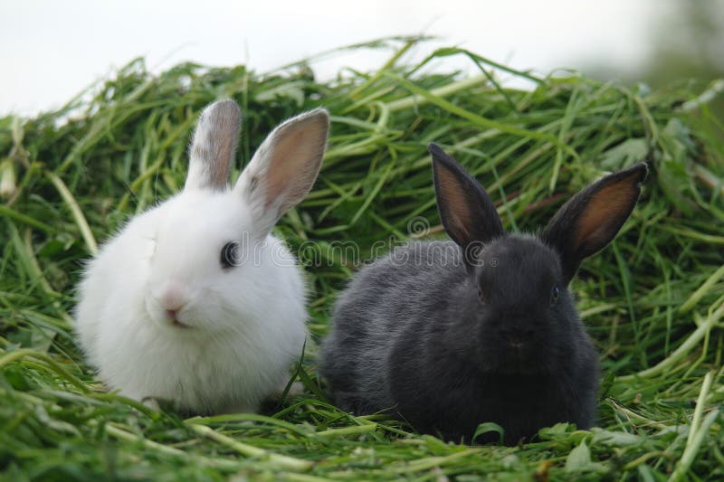 Black Rabbits on Green Grass Stock Photo - Image of horizontal, grass ...