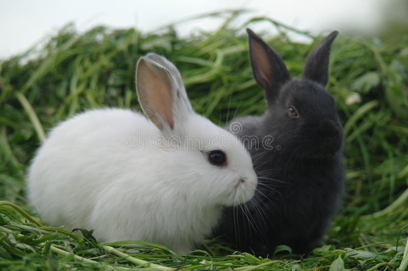 White and Black Rabbits on the Grass. Closeup Stock Photo - Image of ...