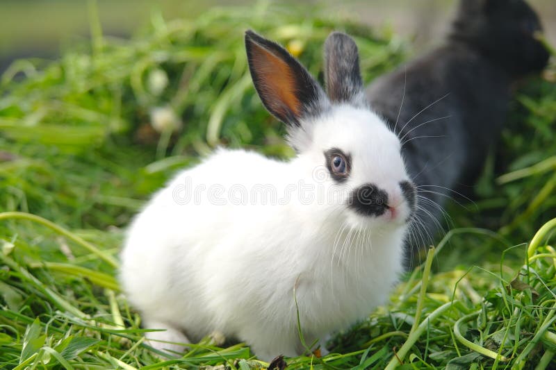 White and Black Rabbits on the Grass. Closeup Stock Photo - Image of ...