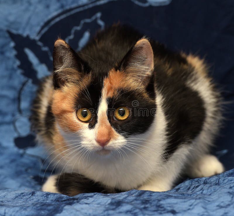 White with Black and Red Cat Stock Image - Image of black, animal: 79872165