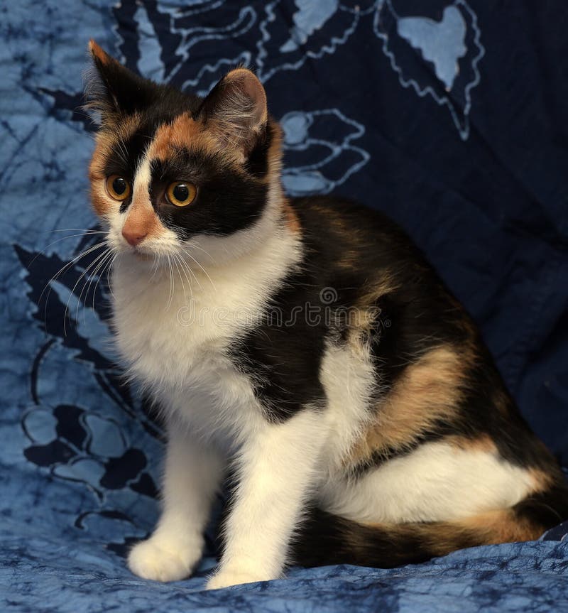 White with Black and Red Cat Stock Photo - Image of striped, cute: 79872784