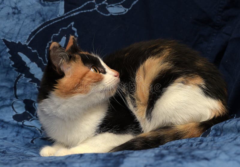 White with Black and Red Cat Stock Photo - Image of animal, adult: 79873048