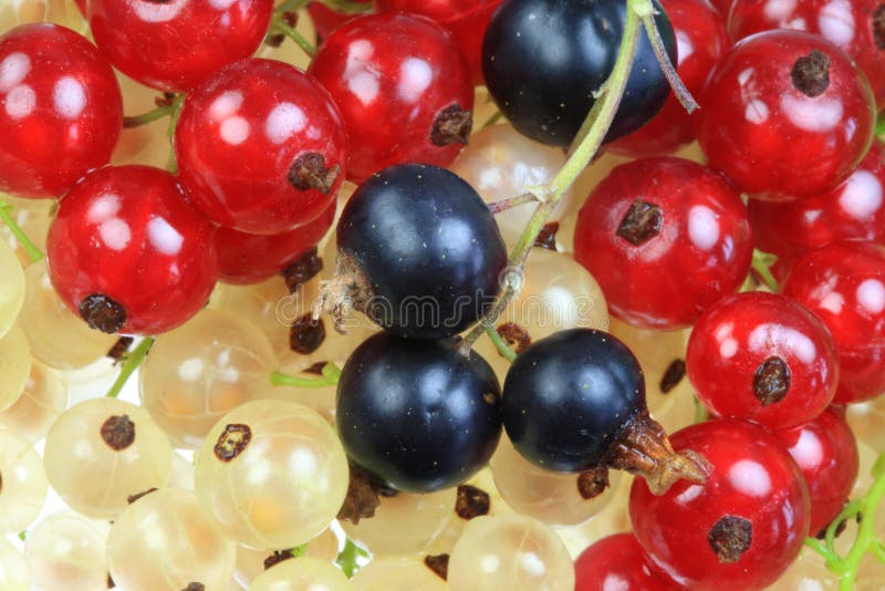 White, Black and Red Currants. Stock Photo - Image of ripe, berries ...