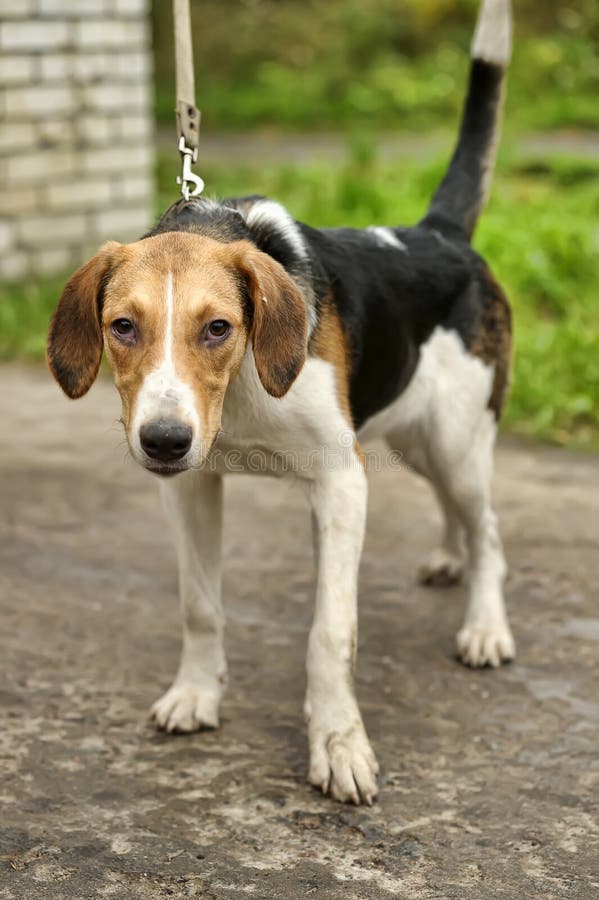 White with Black and Red Spots Dog Stock Image - Image of domestic ...