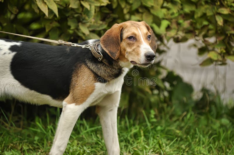 White with Black and Red Spots Dog Stock Photo - Image of beagle ...