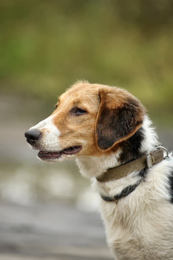 White with Black and Red Spots Dog Stock Photo - Image of beautiful ...