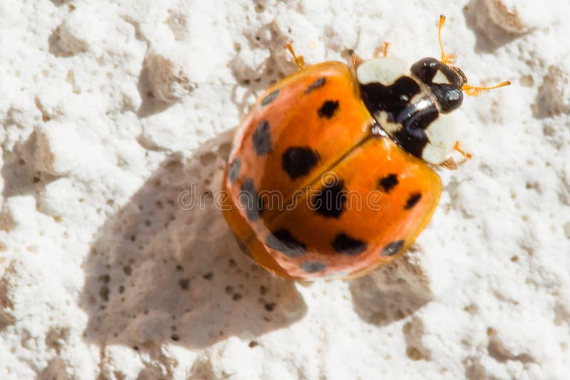 White Black Red Spotted Lady Bug Stock Image - Image of ladybird ...