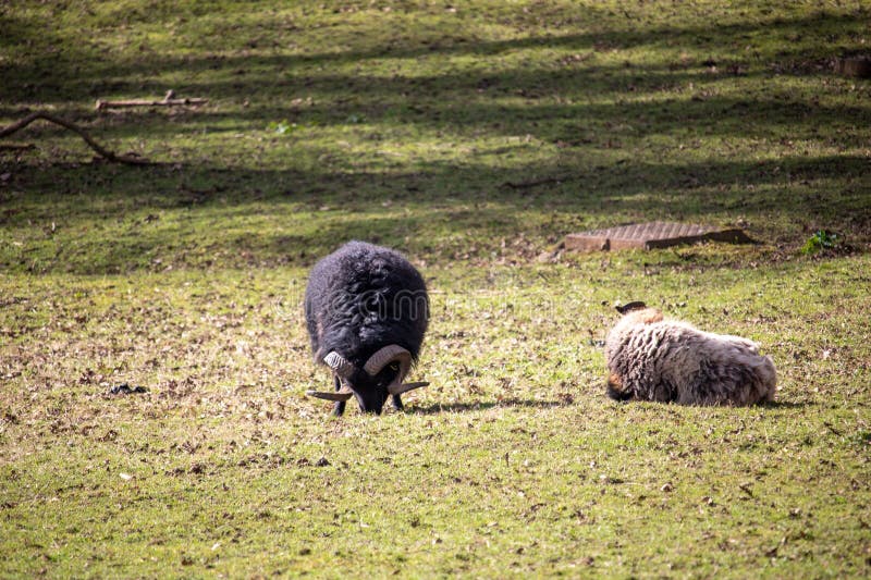 White and Black Sheep in a Pasture, Side by Side in a Peaceful Scene ...