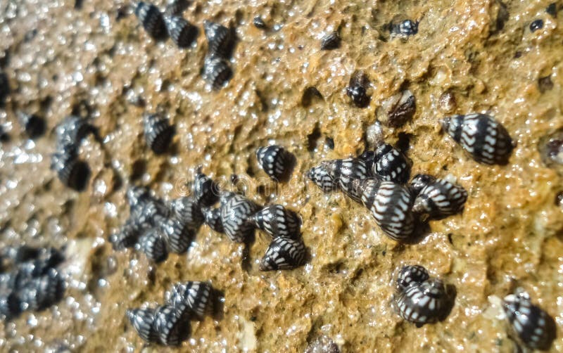 White and Black Shells Over a Wet Brown Rock at the Beach Stock Image ...