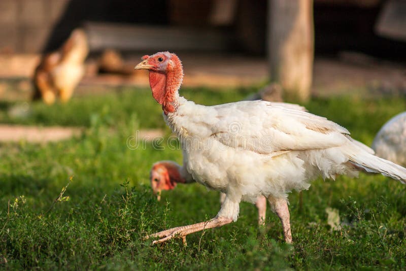 Turkeys in the yard stock image. Image of farmyard, farming - 113395107
