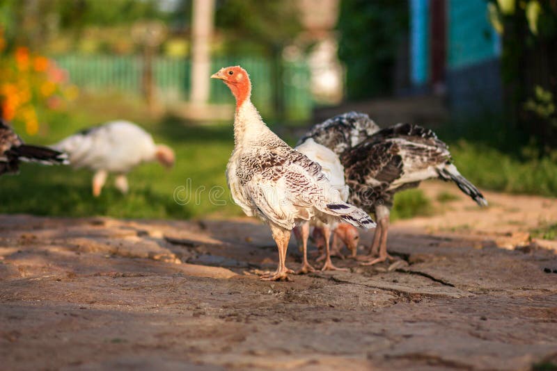 Turkeys in the yard stock image. Image of artificial - 113395123