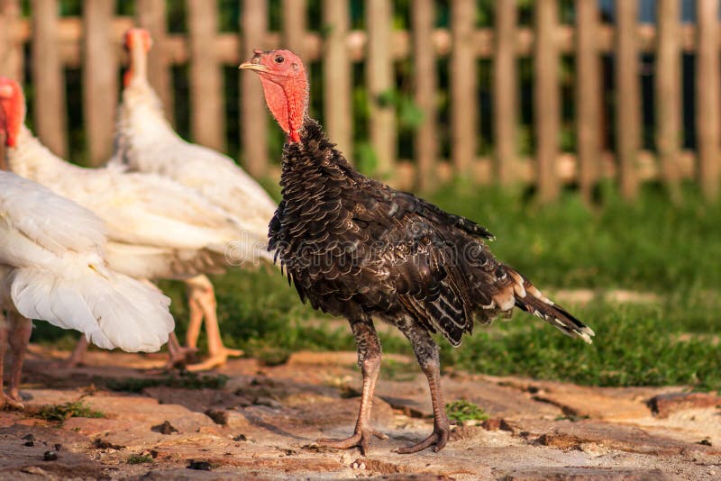 Turkeys in the yard stock image. Image of animal, artificial - 113395133