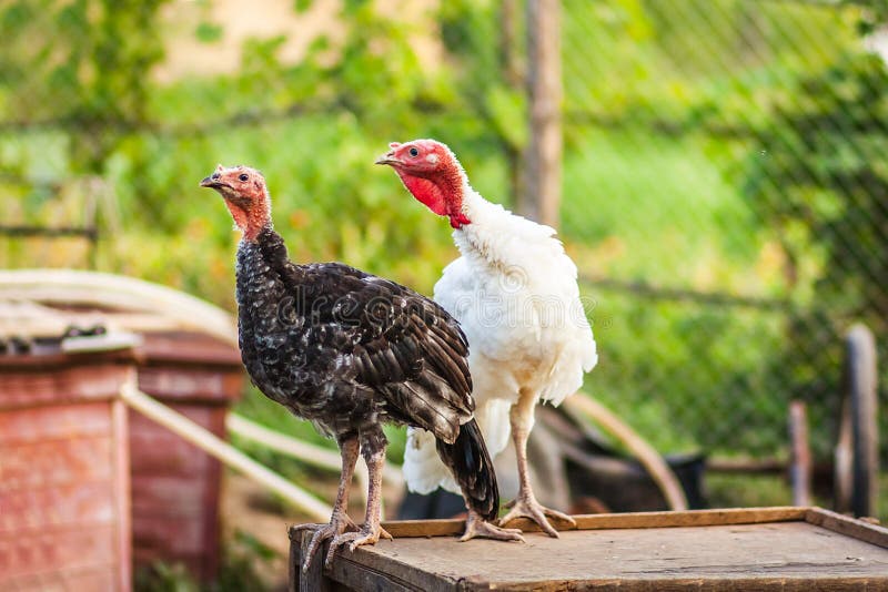 Turkeys in the yard stock photo. Image of barn, flock - 117027980