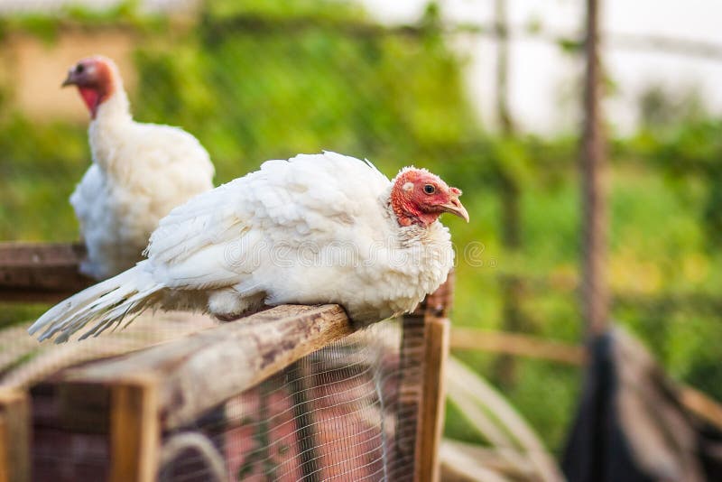 Turkeys in the yard stock image. Image of avian, country - 117027991