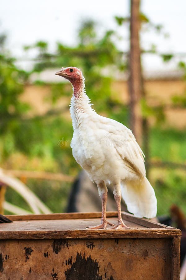 Turkeys in the yard stock photo. Image of agriculture - 117027992