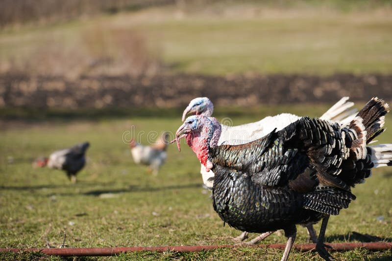 Turkeys Running In The Village Stock Photo - Image of vegetable, wing ...