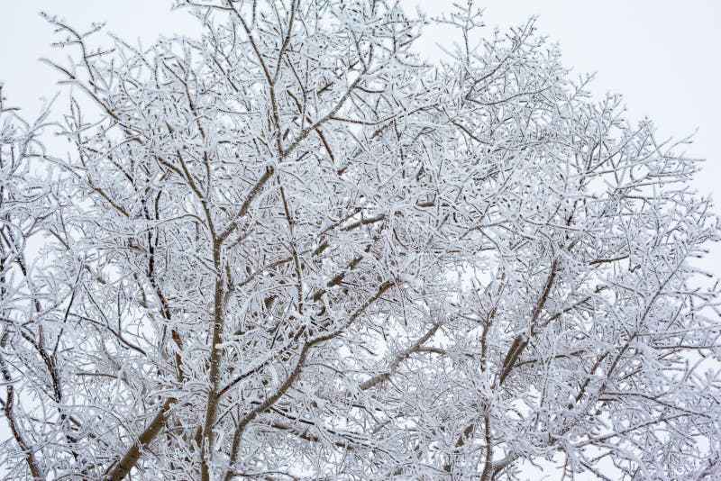 White and Black Winter Tree Stock Photo - Image of outdoor, frozen ...