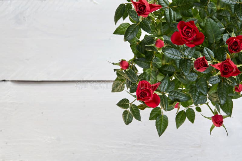 White Blank Board and Red Roses Stock Photo - Image of board ...