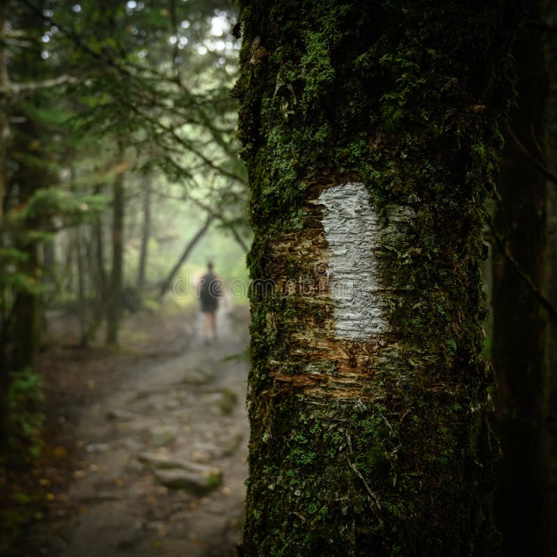White Blaze on Dark Mossy Tree Stock Photo - Image of dark, appalachian ...