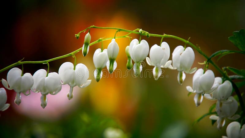 White Bleeding Heart Flowers Stock Image - Image of wildflower, plant ...