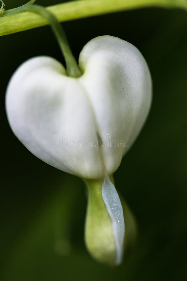 White Bleeding Heart in Spring Stock Photo - Image of green, heart ...
