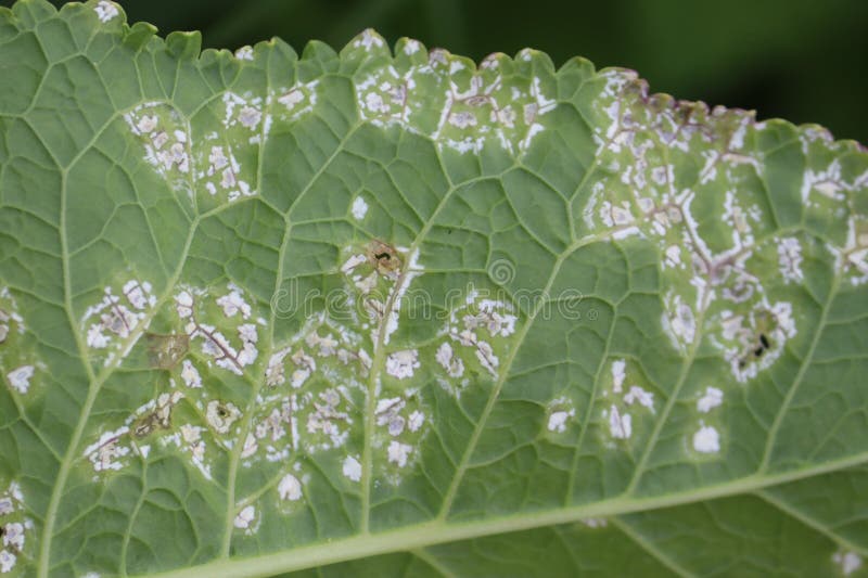 White Blister Rust Albugo Candida Symptoms Of Disease In Form Of