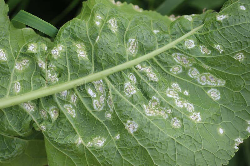 White Blister Rust Albugo Candida Symptoms Of Disease In Form Of