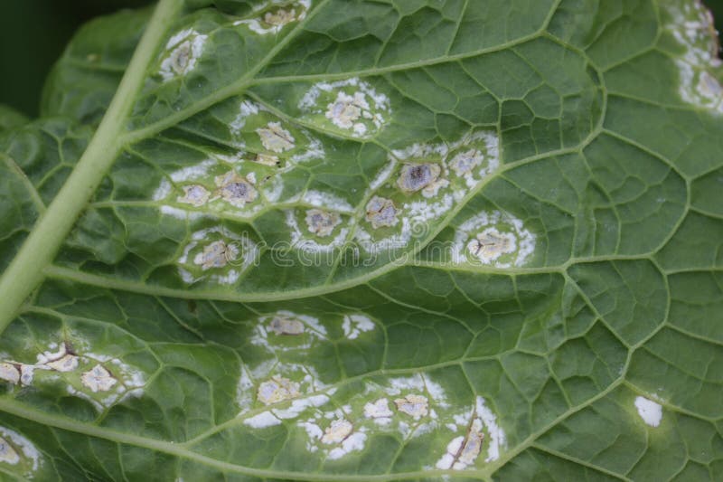 White Blister Rust Albugo Candida Symptoms Of Disease In Form Of