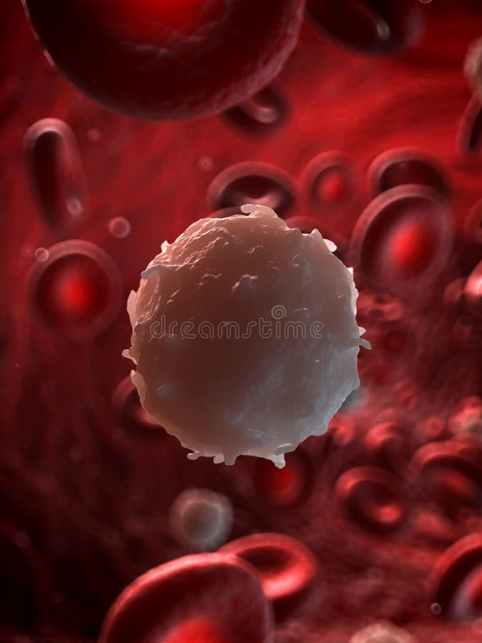 White blood cell stock illustration. Illustration of anatomy - 30725972