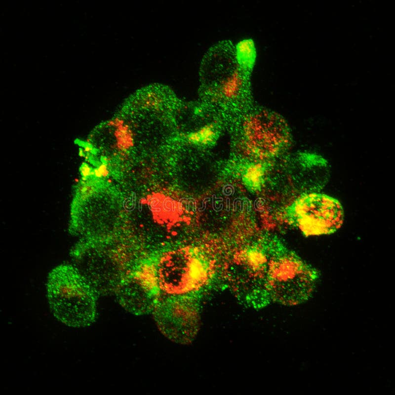 Red Blood Cells Labeled Stock Photos - Free & Royalty-Free Stock Photos ...