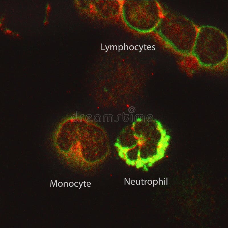 2,334 White Blood Cells Stock Photos - Free & Royalty-Free Stock Photos ...