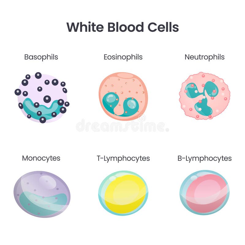 Agranulocytes Stock Illustrations – 61 Agranulocytes Stock ...