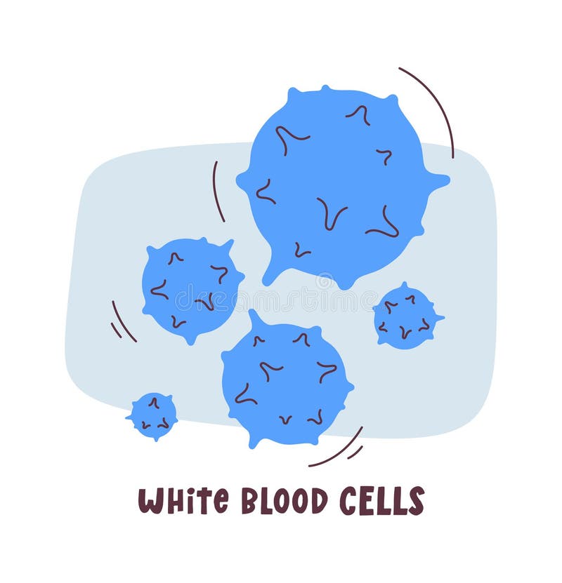 White Blood Cell stock vector. Illustration of cells - 280799449