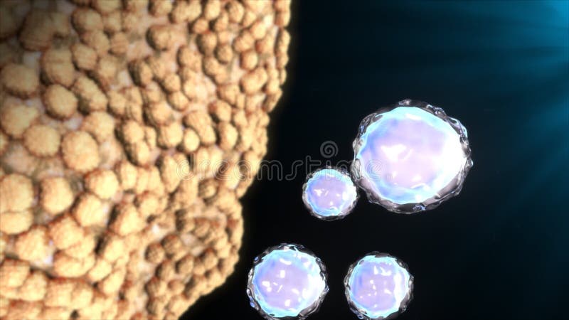 Leukocytes are White Blood Cells that Help Your Body Fight Germs Stock ...