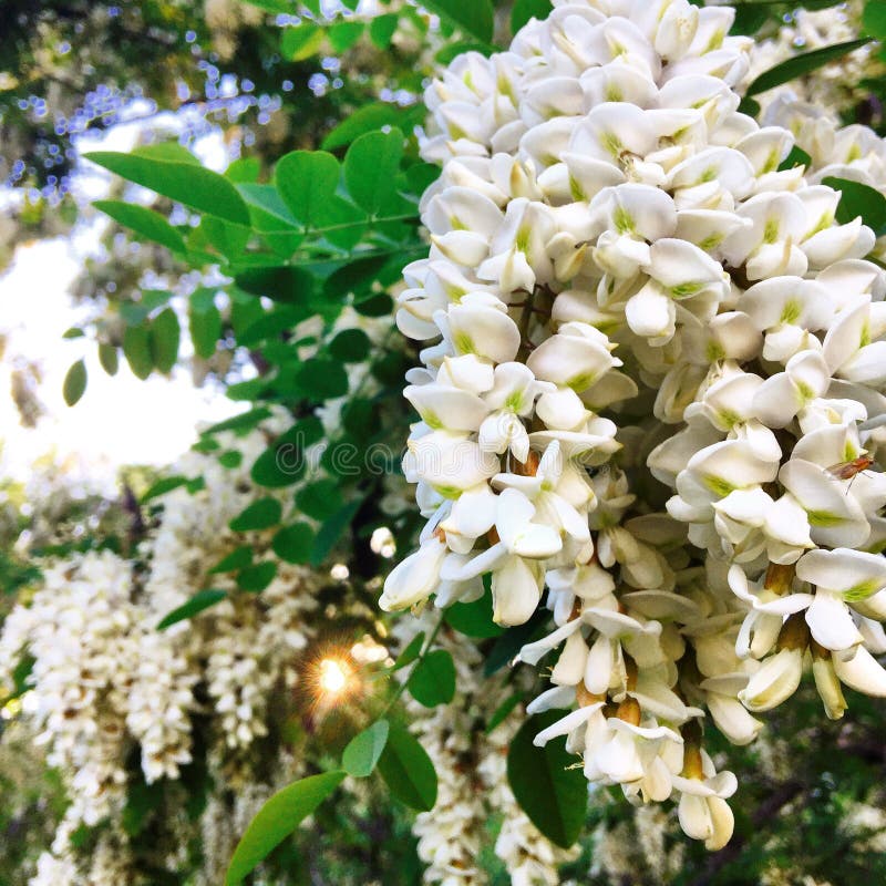 Akatsi Tree Stock Photos - Free & Royalty-Free Stock Photos from Dreamstime