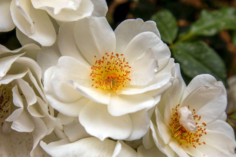 White Bloom Beautiful Rose Close Up View in the Nature Stock Image ...