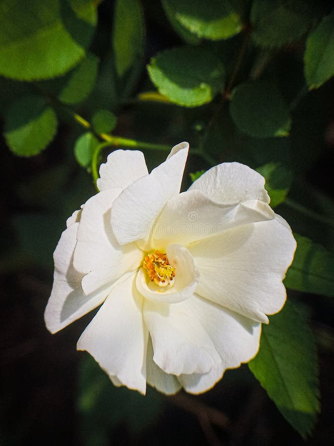 White Bloom Rose Under Sun Light Stock Image - Image of rose, white: 358006221