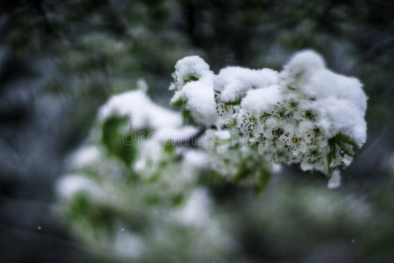 White Bloom during Spring Snow Stock Photo - Image of beautiful ...