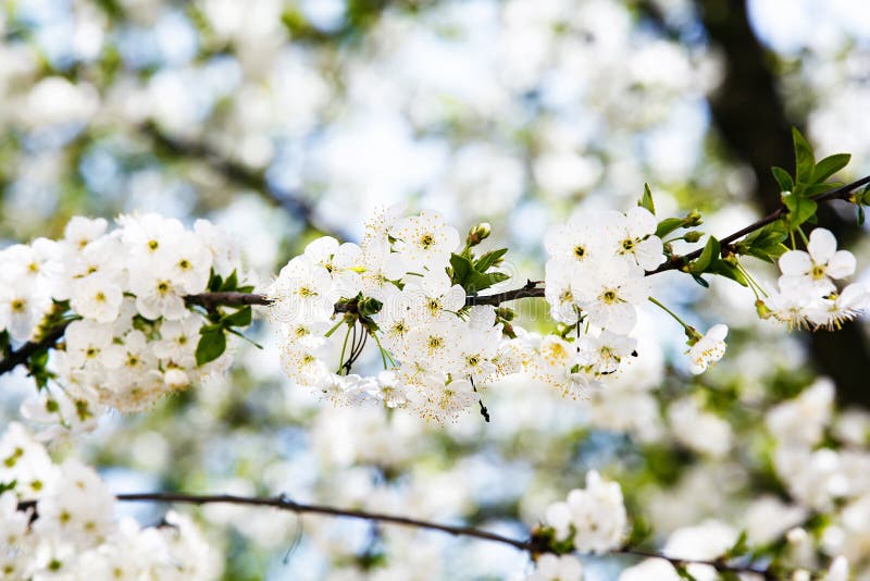 White Bloom of Sweet Cherry Stock Image - Image of environment, floral ...