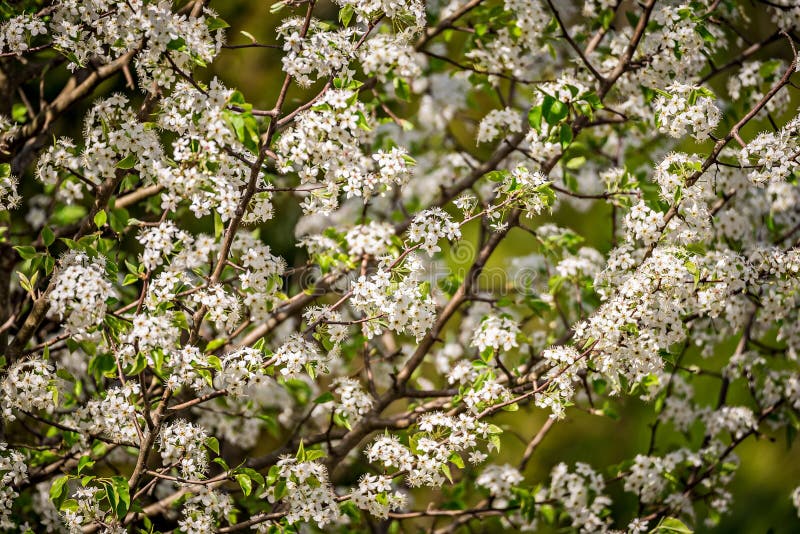 White Bloom on Trees during Spring Time Stock Photo - Image of ...