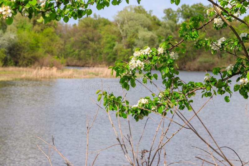 White Blooming Branch of Pear Tree on Background of River at Spring ...