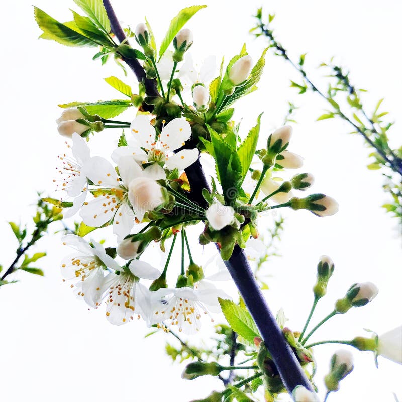 White Blooming Cherry Blossoms on a Branch Stock Photo - Image of lilac ...